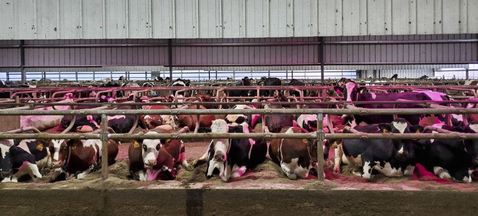 Cows consider color creativity