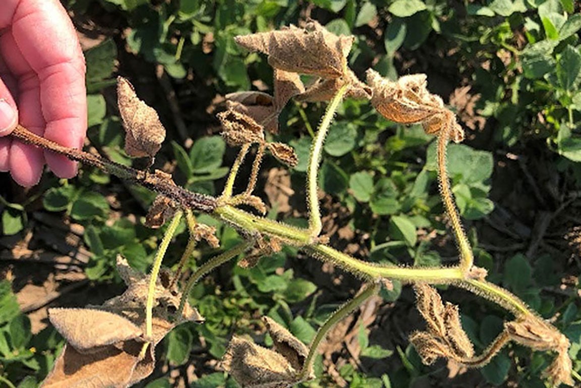 Pathologist analyzes soybean rot from 2023