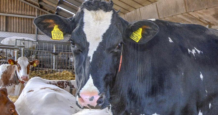 Johne’s-disease test developed