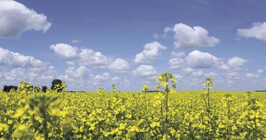 BASF continues pushing for higher yields with InVigor canola hybrids