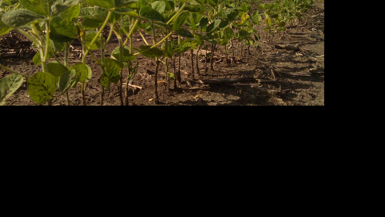 Brazil soybean crop likely off after record high: Report | Ag Market ...