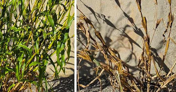 Perennial corn explored