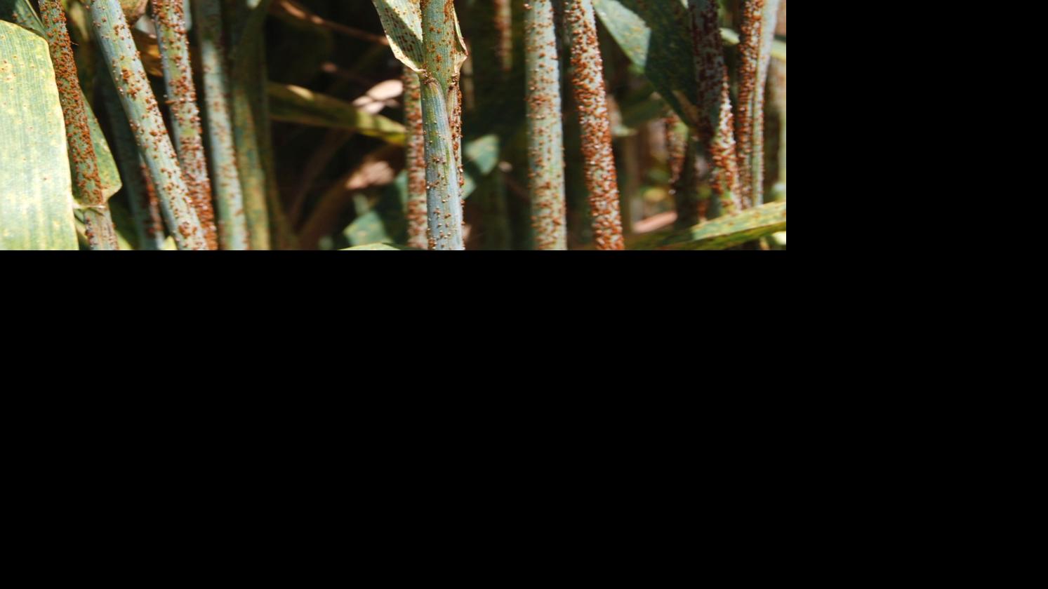Wheat rust isolate discovered | Crops | agupdate.com