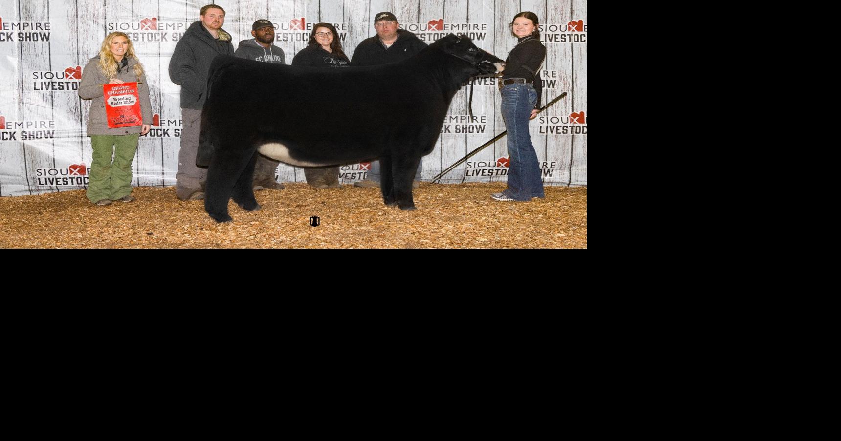 Iowa cattle win breeding heifer show