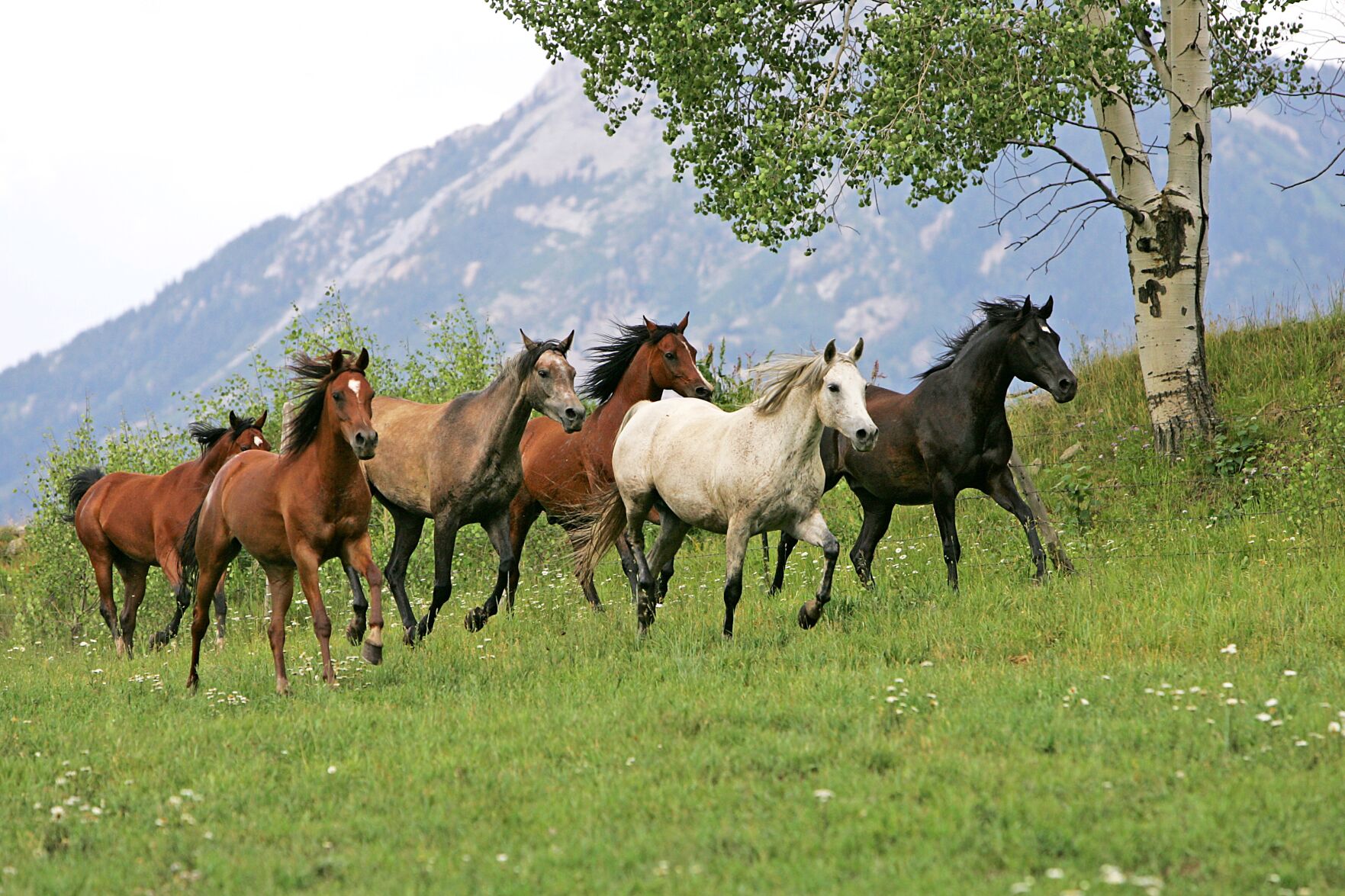 The Arabian: Endurance horses with plenty of personality