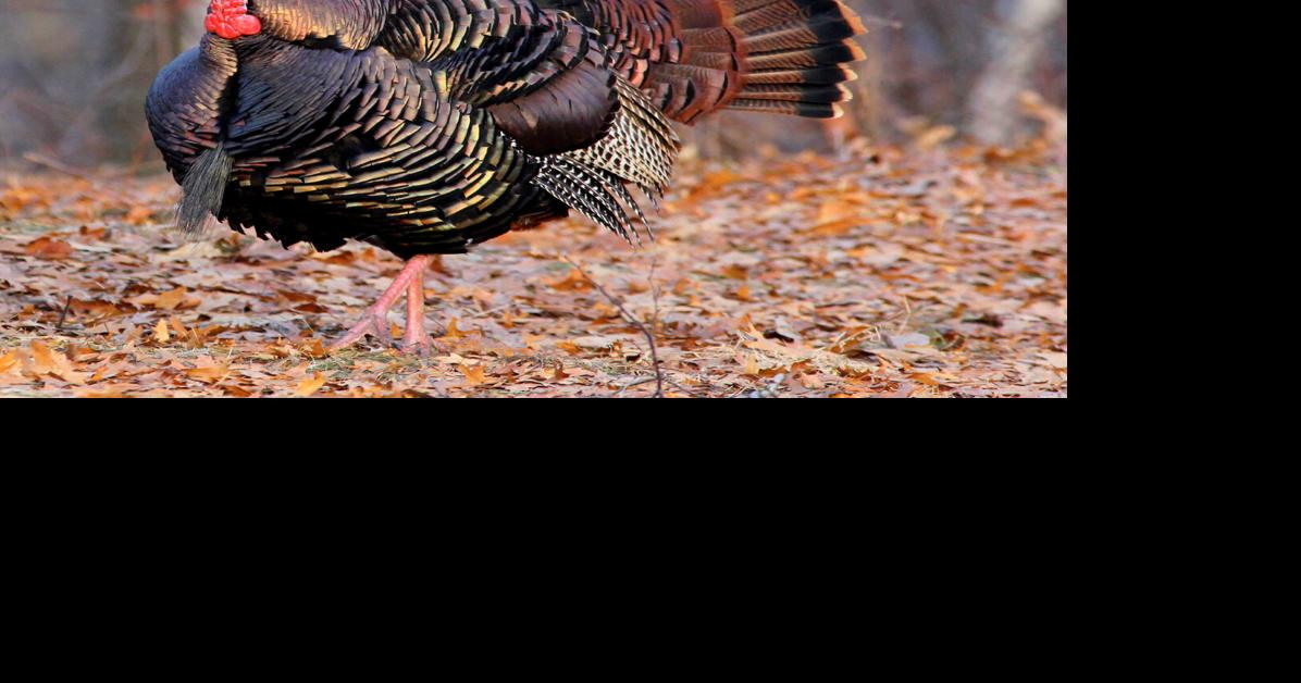 Tom turkeys herald spring