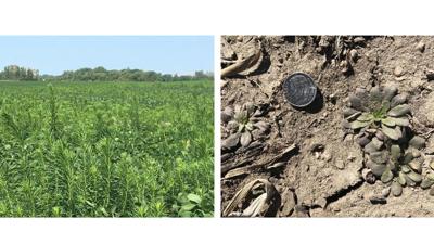 Fall treatments most successful for reducing marestail populations