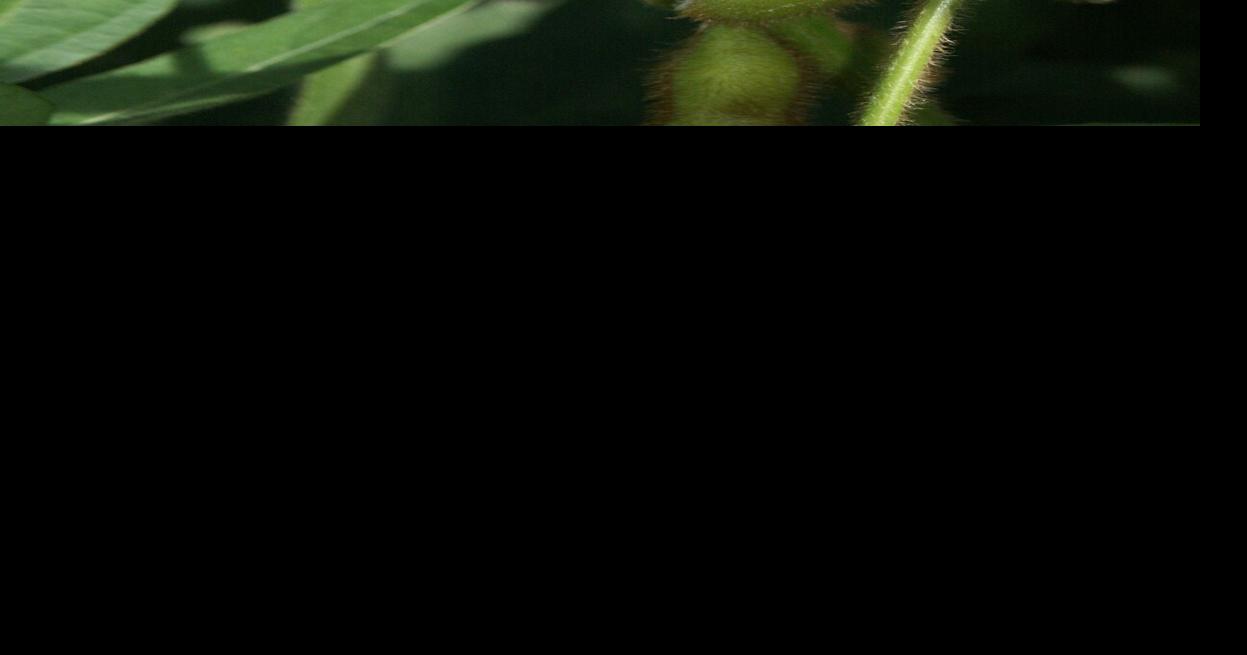 Margin for error on soybeans is slim, similar to corn