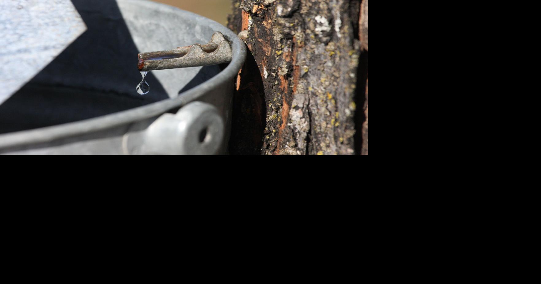 From the Back Paddock