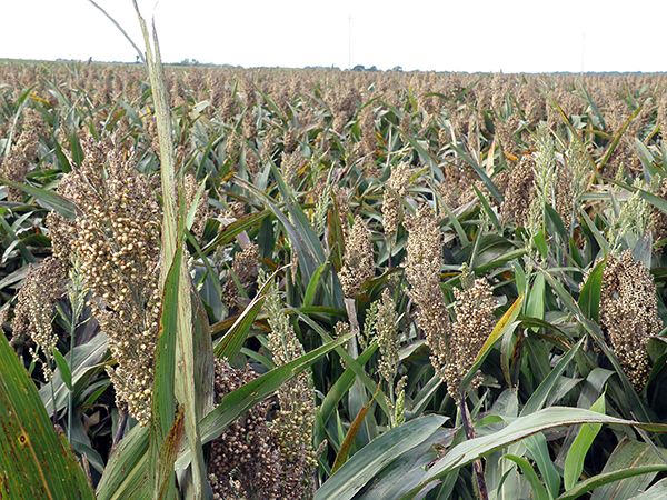 Atkisson ready for new challenges as National Sorghum chairman