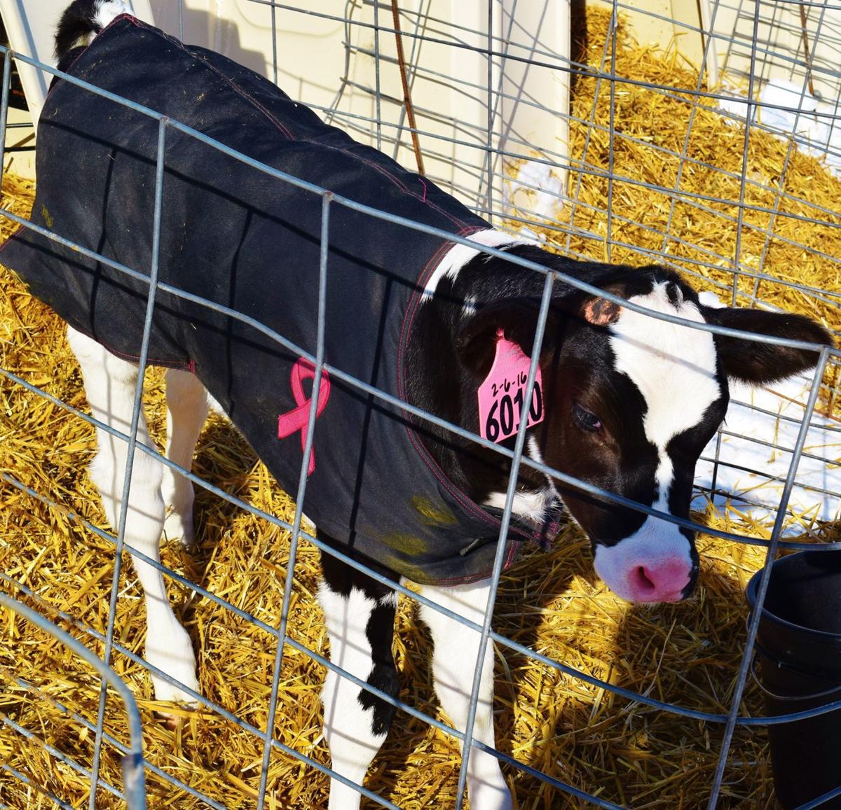 Manage calves carefully in cool weather | Dairy | agupdate.com