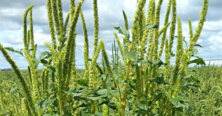 NDSU Weed ID includes new weeds plus control information