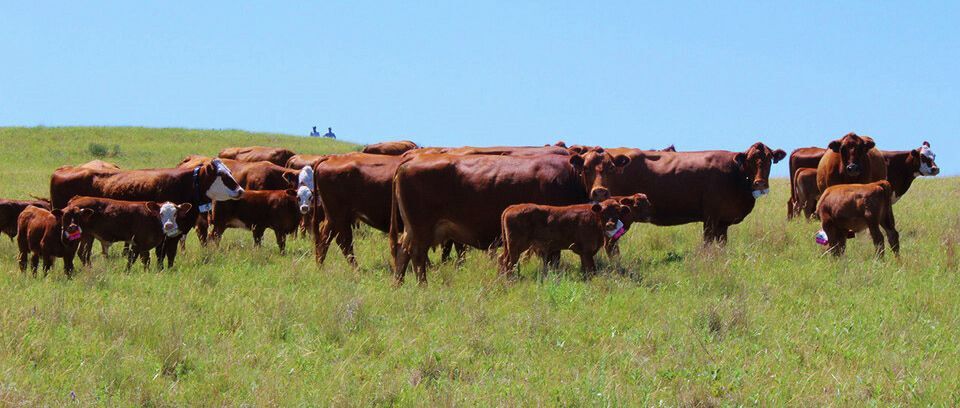 Cattle behavior tracked