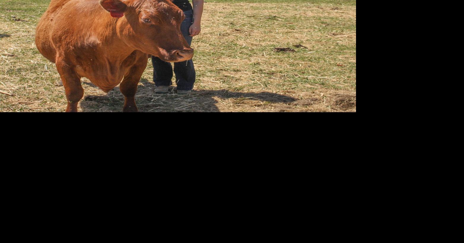 Rylee Nelson with cow