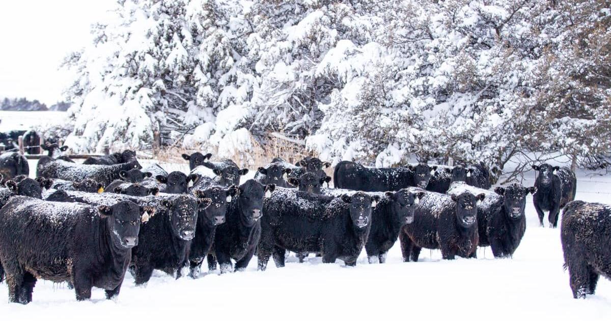 Winter weather brings challenges at calving time