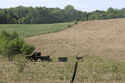 Developing a grazing plan