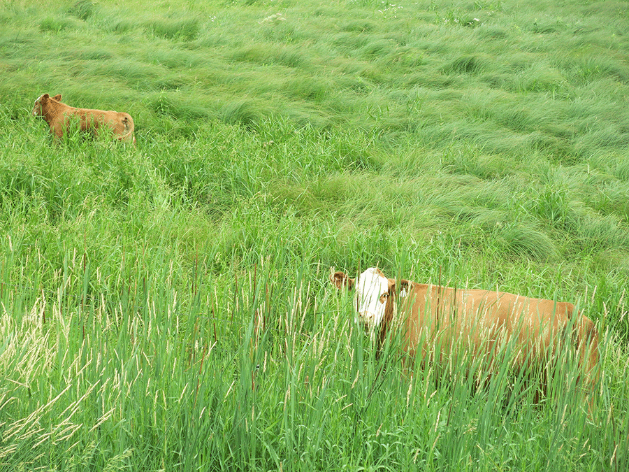 Forage field days feature forage rotations, research results