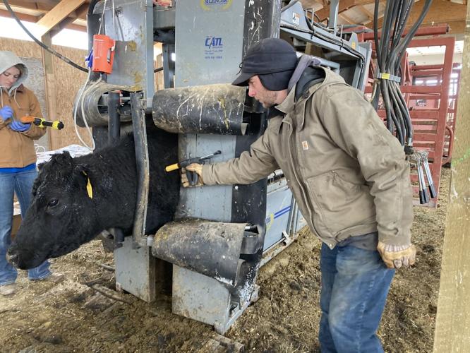 Building immunity in the cattle herd an important autumn goal