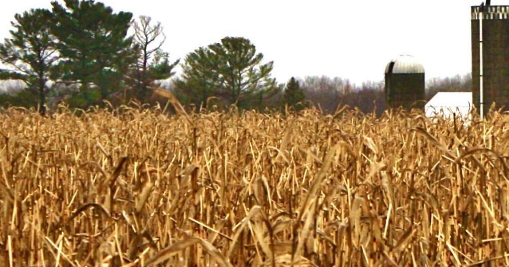 Corn yields increase with less land