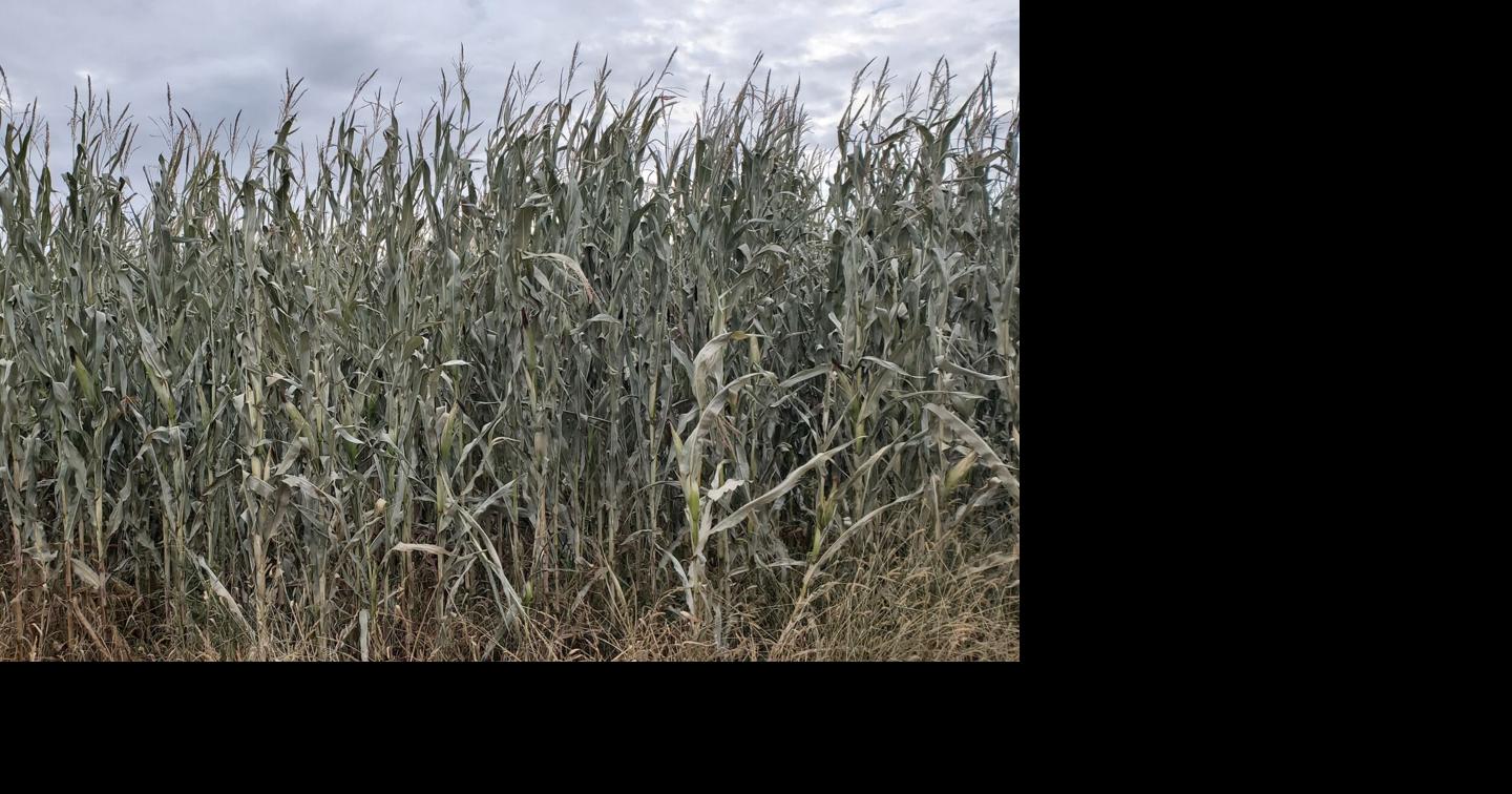 Take care with frost-damaged corn