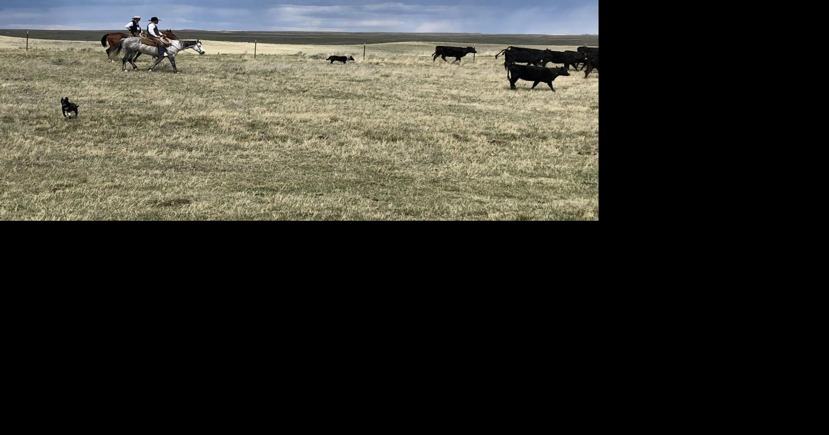 Tom and Casey Mott raise cattle on the eastern Montana prairie