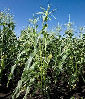 Scientists ratchet up key amino acid in corn