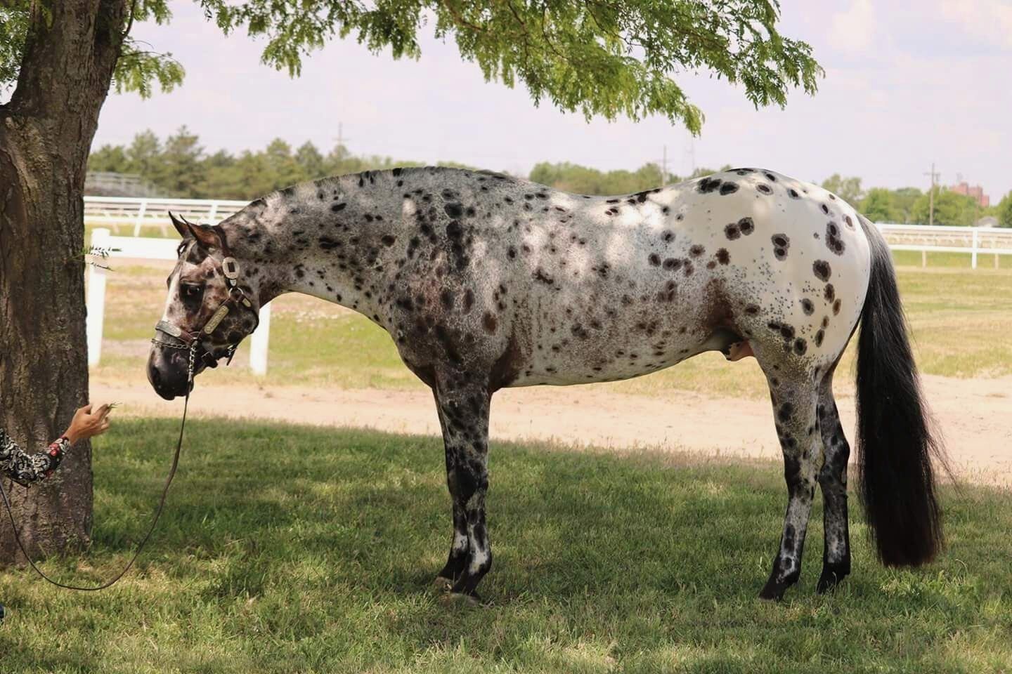 Appaloosas: Spotted horses with a place in history