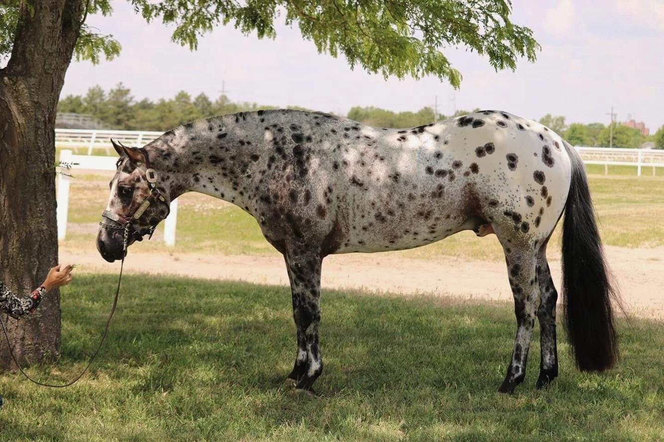 Appaloosas: Spotted horses with a place in history