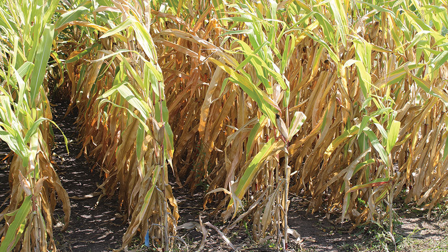 County’s corn yield estimate down, but above national average