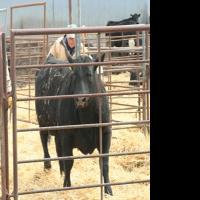 Manage bulls wisely for maximum fertility