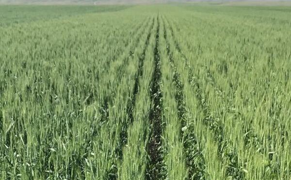 WestBred targets WB9516 to dryland areas of Montana