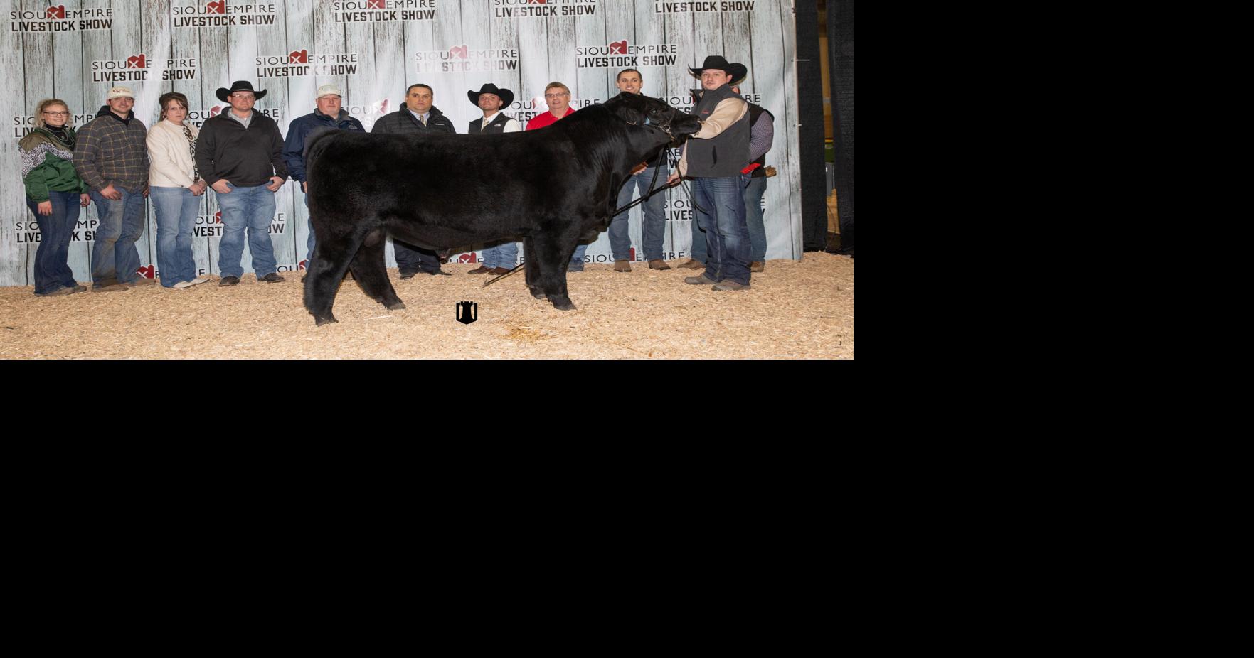 Chestnut Angus awarded top Simmental bull