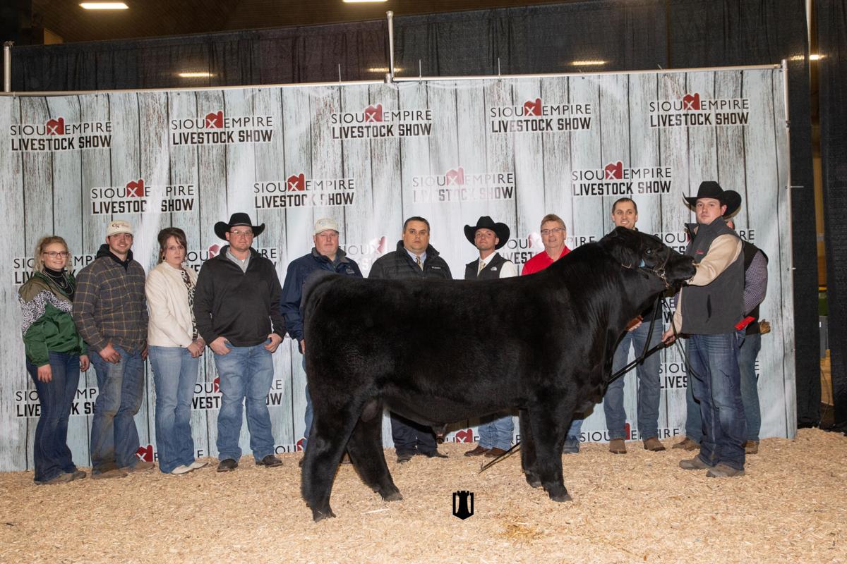 Chestnut Angus awarded top Simmental bull