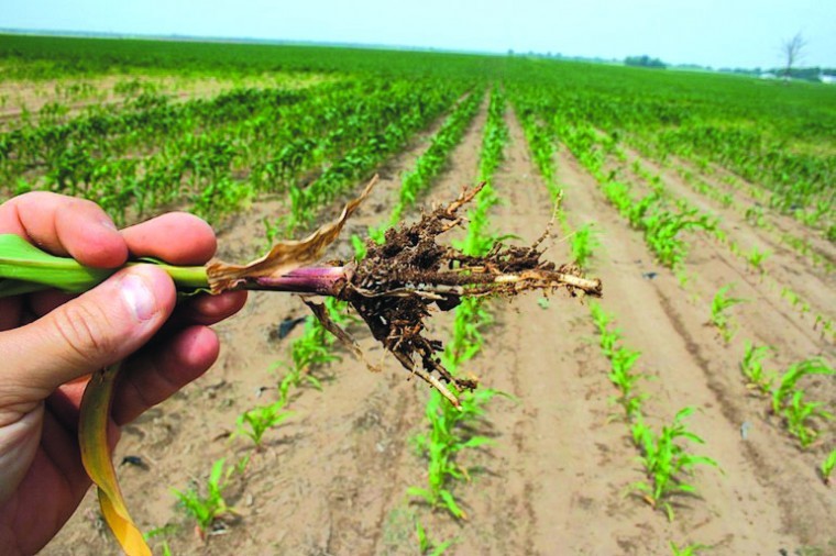 Sample for nematodes around stunted, yellow corn