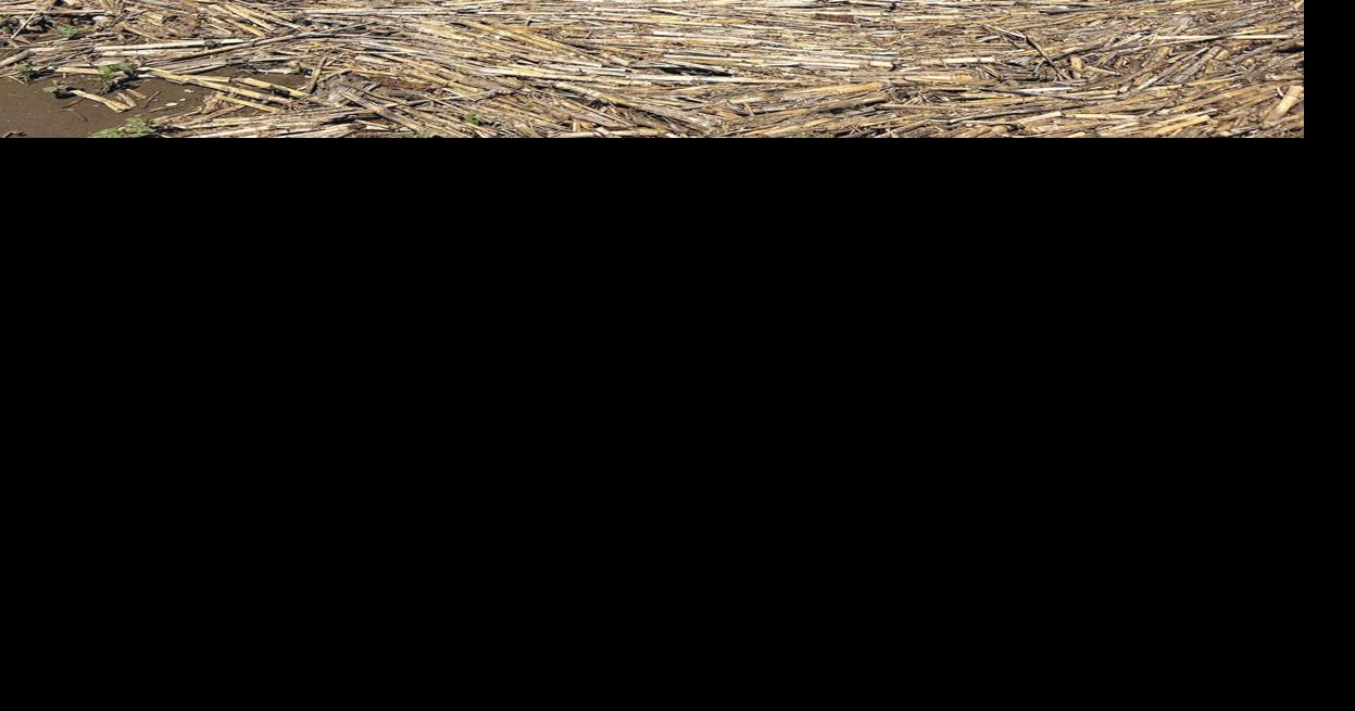 Using soybeans as forage and dealing with flooded bales