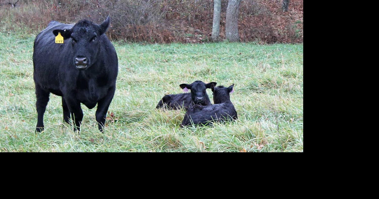 Spring calving