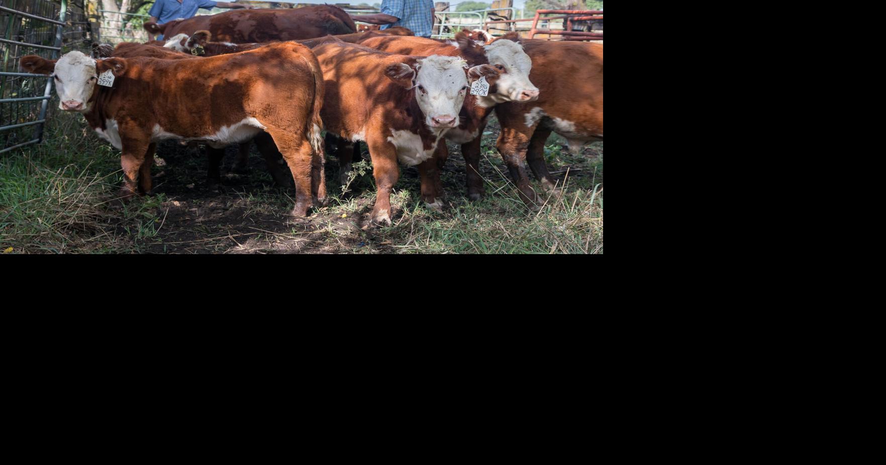 Consider heifer characteristics