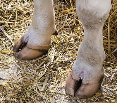 Proper practices can prevent lameness