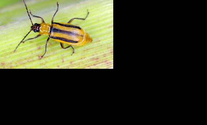 Corn rootworm possesses 'secret weapon'
