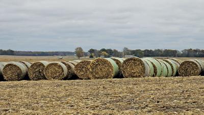 Corn stalk bales can be a feed resource