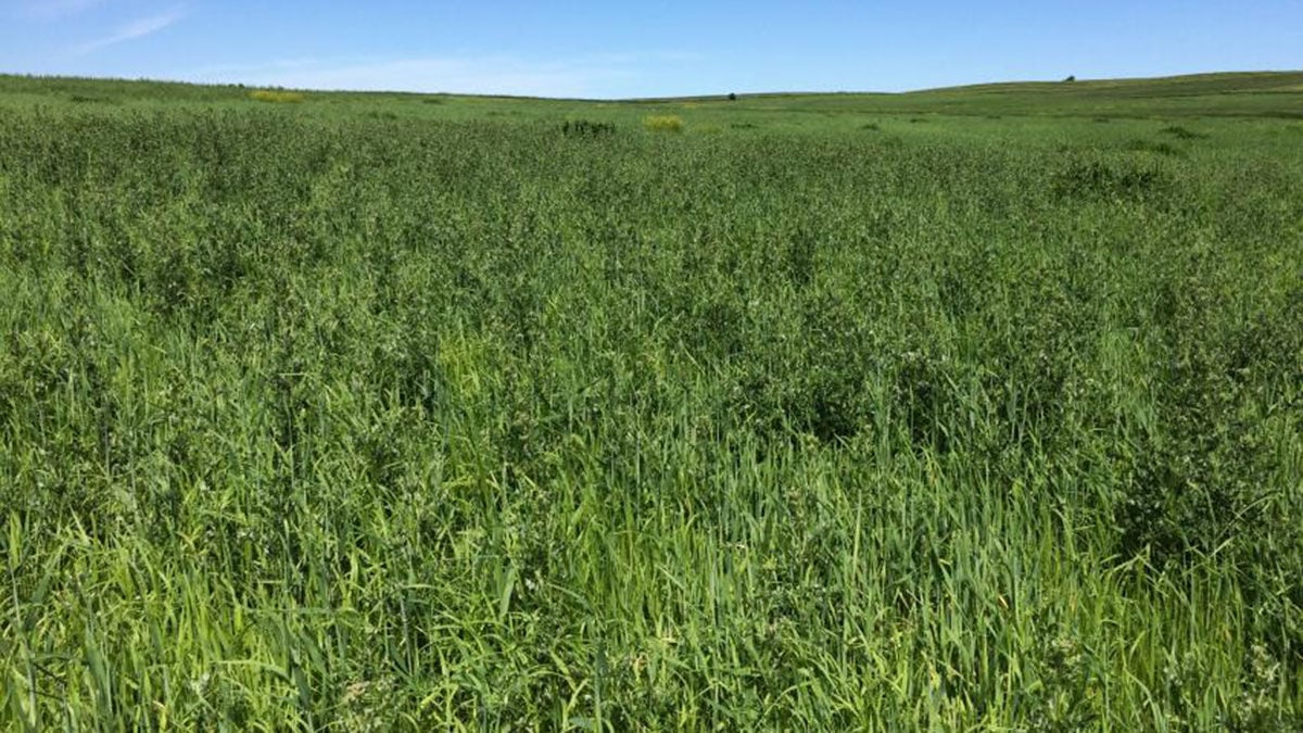 Control of Canada thistle underway