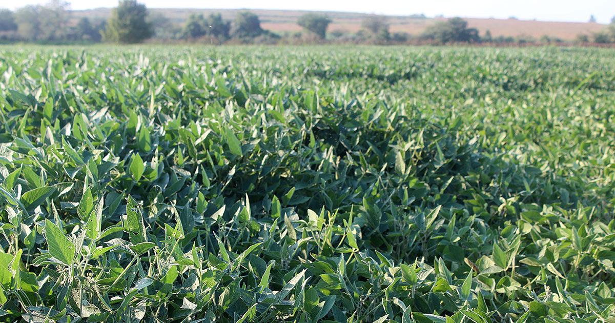 Dry August shows in Illinois soybean yields