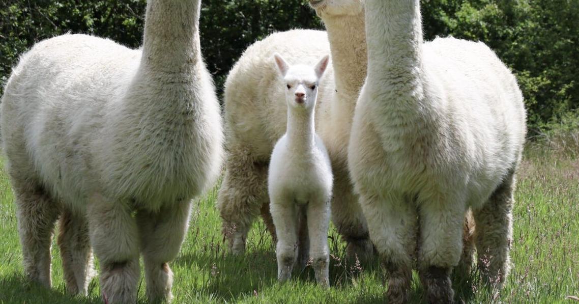 Grazing alpacas tackle climate change