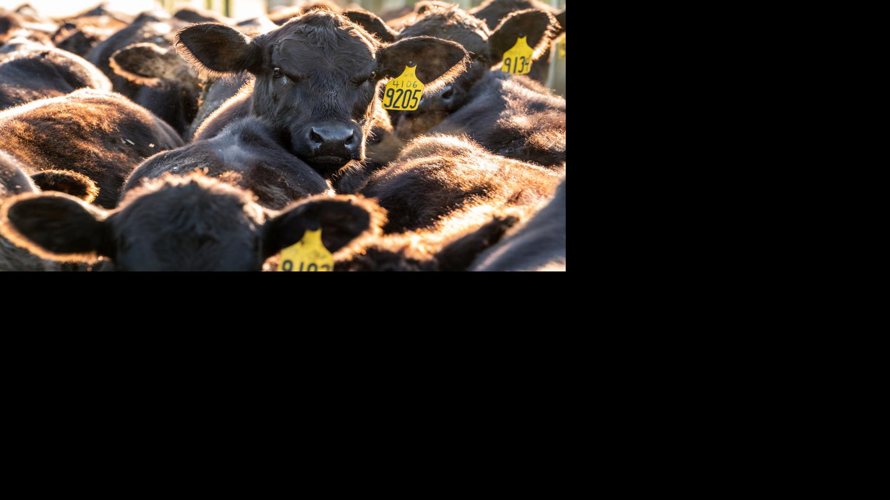 Efficiency is key to profit on stocker cattle | Livestock | agupdate.com