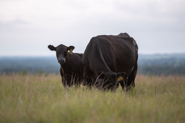 Beef done right: Dalebanks Angus earns seedstock honors from Certified ...