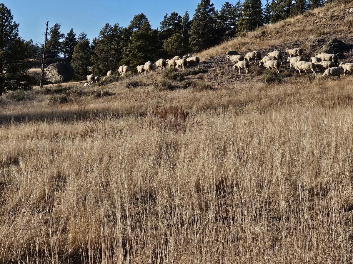 Blackmans utilize technology for better recordkeeping on the ranch