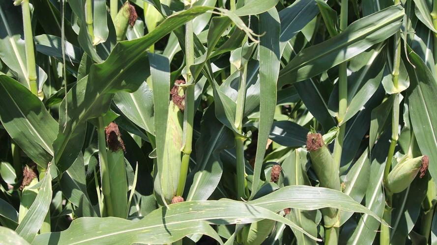 Farming plant by plant a focus of some 2023 field research