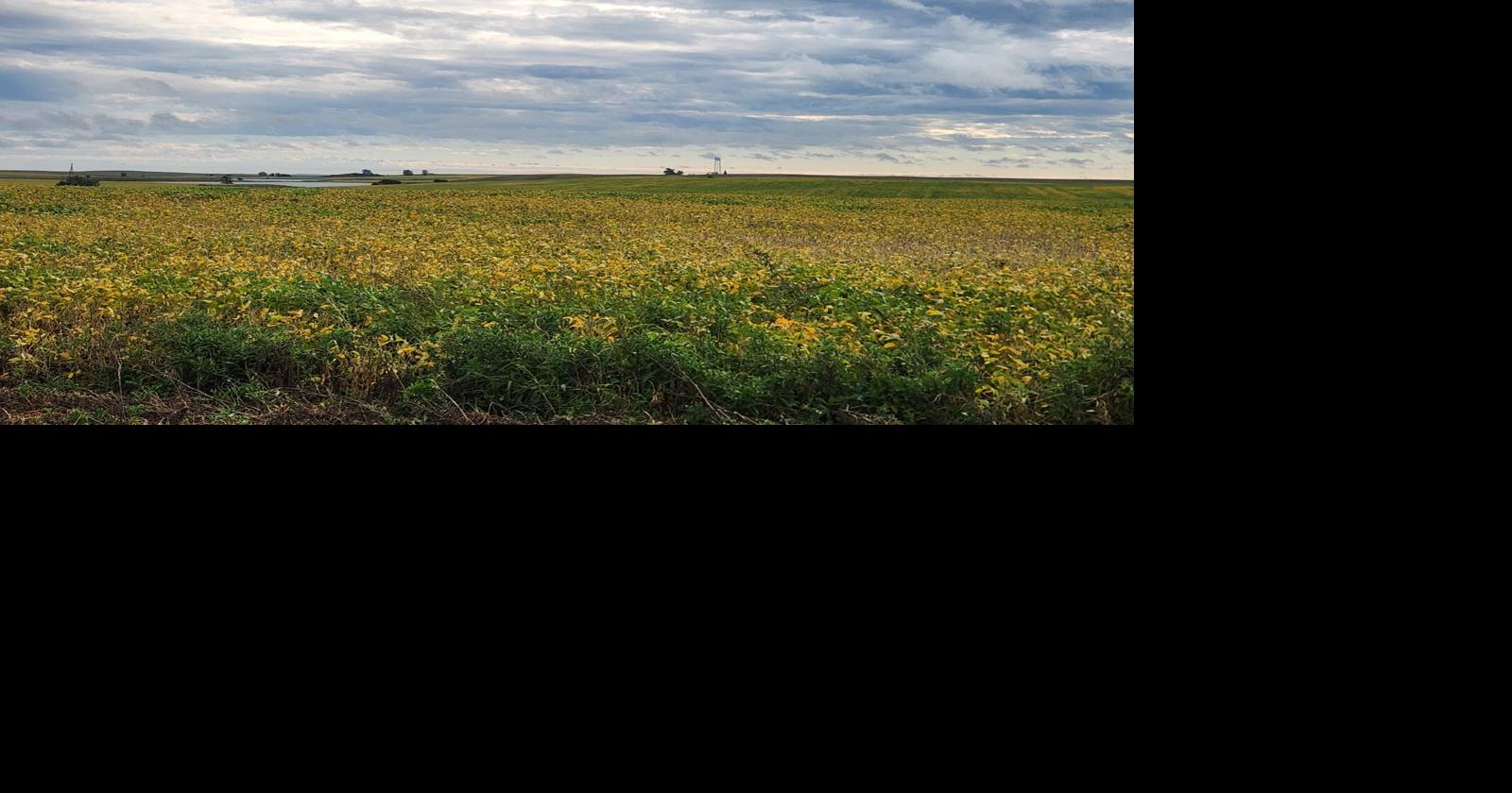 Rainfall far above average, crop maturity behind as harvest approaches