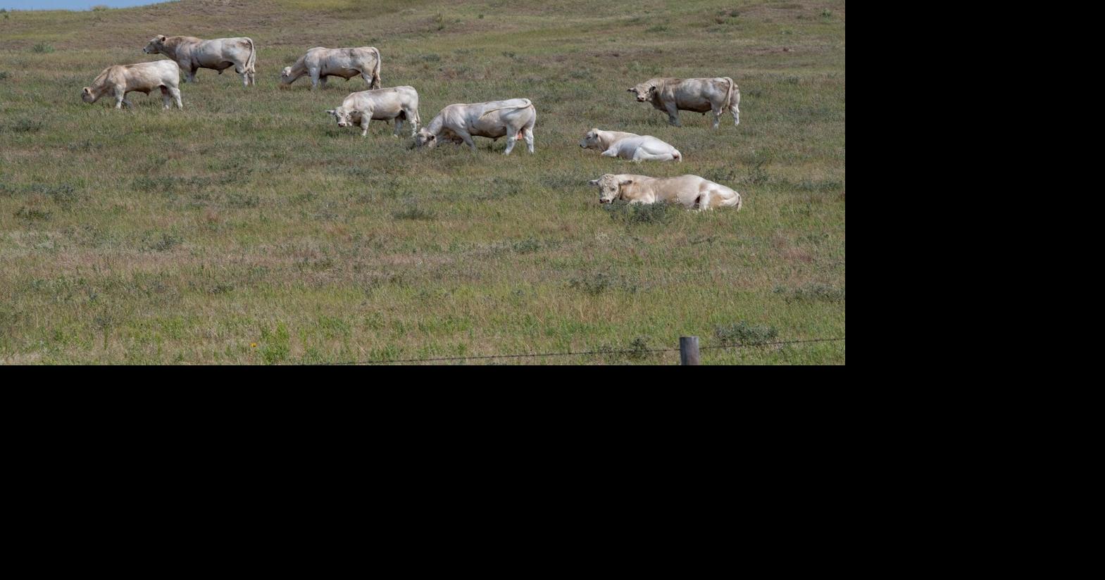 What to consider when buying a bull