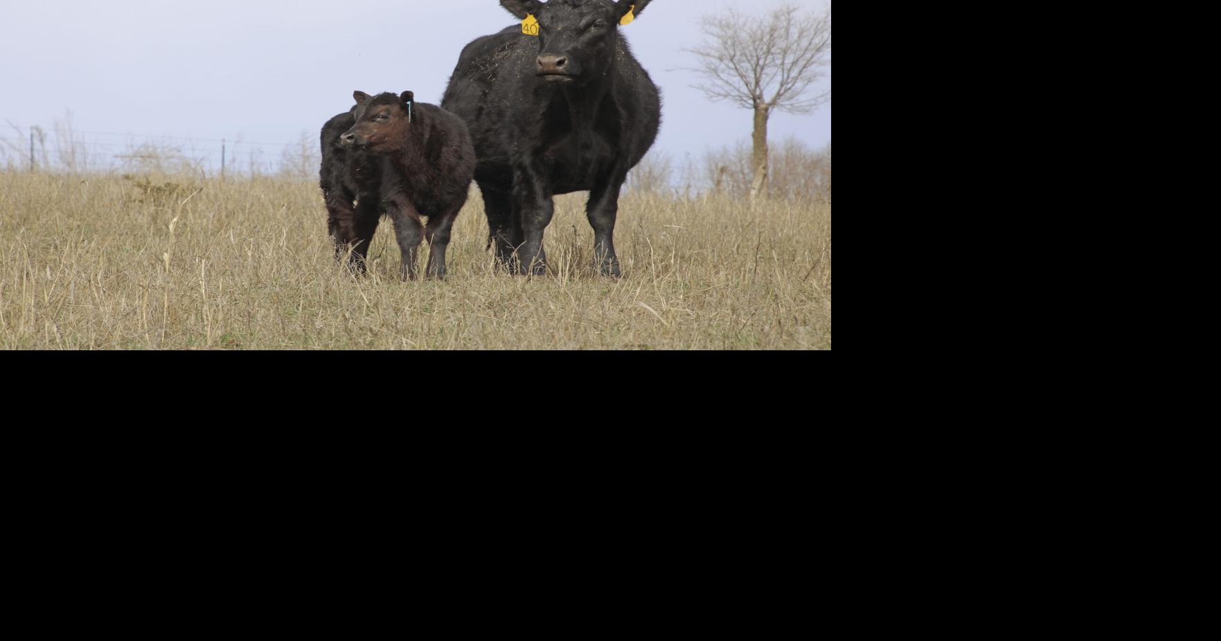 Keeping cattle secure
